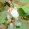 9 oldest varieties of cotton found around the world