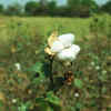 9 oldest varieties of cotton found around the world
