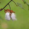 9 oldest varieties of cotton found around the world