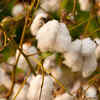 9 oldest varieties of cotton found around the world