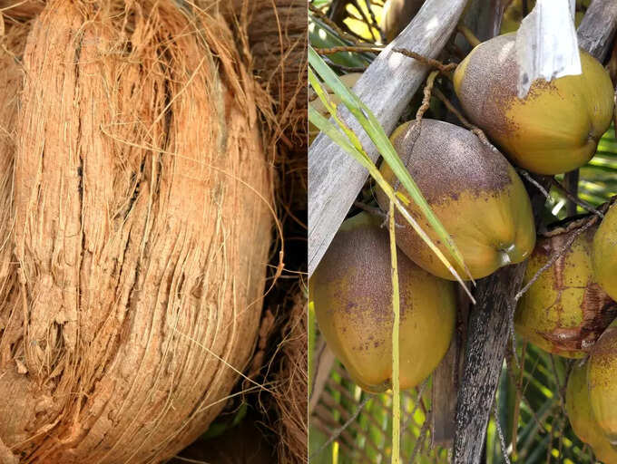 Raw coconut vs. dry coconut: Which is healthier? | The Times of India