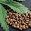 Seeds for Hair Growth: 6 Simple seeds that can boost hair growth