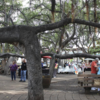 From burnt to lush again: Pictures of a 150-year-old banyan tree coming ...