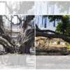 From burnt to lush again: Pictures of a 150-year-old banyan tree coming ...