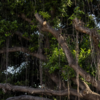 From burnt to lush again: Pictures of a 150-year-old banyan tree coming ...