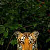 Beautiful Nature Animals