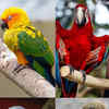Top 10 Most Beautiful Parrots In The World The Mysterious World