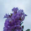 Flower Rare Images Of Nature