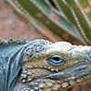 Animal Animals Beautiful Blue