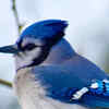 Animal Animals Beautiful Blue The Top Ten Beautiful Blue Colored