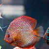 Prettiest Freshwater Aquarium Fish 8 Beautiful Freshwater Aquarium