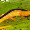 7 species that were rediscovered after many years of extinction