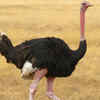 7 birds that cannot fly at night and why