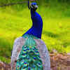 Peacock National Bird