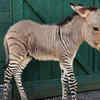 8 rare hybrid animals created by humans and their unique traits