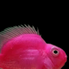 Hot Pink Fish Hot Pink Fish Sculpture Bow By Wee Ones – Purple