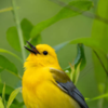 Beautiful Yellow Bird
