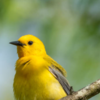 Beautiful Yellow Bird