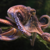 From Yellow to Blue: 10 animals with unique blood colour