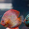Most Beautiful Fish Aquarium