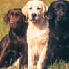 10 most popular dog breeds in Canada