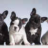 10 most popular dog breeds in Canada