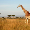 World’s Tallest Animal: Facts about giraffe: Can the world’s tallest ...