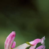 Pretty Pink Things In Nature