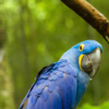 Top 10 Most Beautiful Parrots In The World The Mysterious World