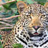 10 interesting facts about leopards you should know