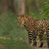 10 interesting facts about leopards you should know