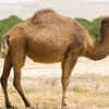 6 Reasons Why Camels Are Nature’s Desert Survivors