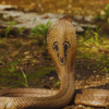 5 snake parks in India that are absolutely fang-tastic and what makes ...