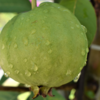 8 science-backed health benefits of guava
