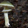 What are death cap mushrooms? The world’s most toxic fungus explained