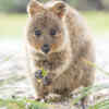 8 animals whose name starts with Q!