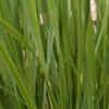 4 reasons to use Kusha Grass in daily puja rituals
