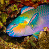 From Beavers to Parrotfish: 5 animals that secretly act like nature's ...