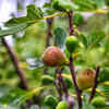How to propagate figs indoors successfully at home: A step-by-step guide