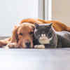 Stop the feud: 5 gentle dog breeds that actually love living with cats