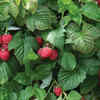 7 European fruits that can grow in the balcony during this season