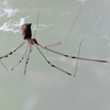 Most common insects and bugs that might be hiding behind refrigerators ...
