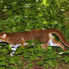 Rarest cats in India and where to find them – they're not tigers or ...