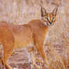Rarest cats in India and where to find them – they're not tigers or ...