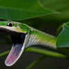 Arboreal: Snakes that always stay on trees and rarely descend