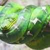 Arboreal: Snakes that always stay on trees and rarely descend