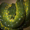 Arboreal: Snakes that always stay on trees and rarely descend