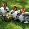 7 animals and insects that eat their own poop (or someone else’s) – and ...