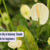 Simple step-by-step guide to grow peace lily in a balcony garden for ...