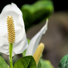Simple step-by-step guide to grow peace lily in a balcony garden for ...